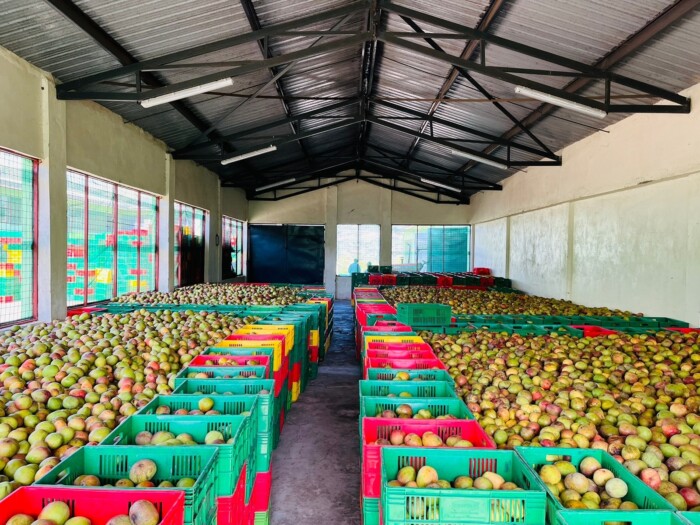 Makueni Fruit Development Authority Processing plant at Kalamba starts mango processing ...