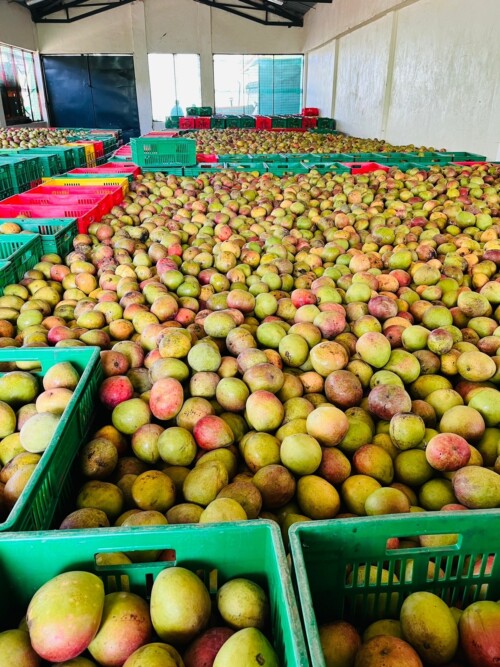 Makueni Fruit Development Authority Processing plant at Kalamba starts ...
