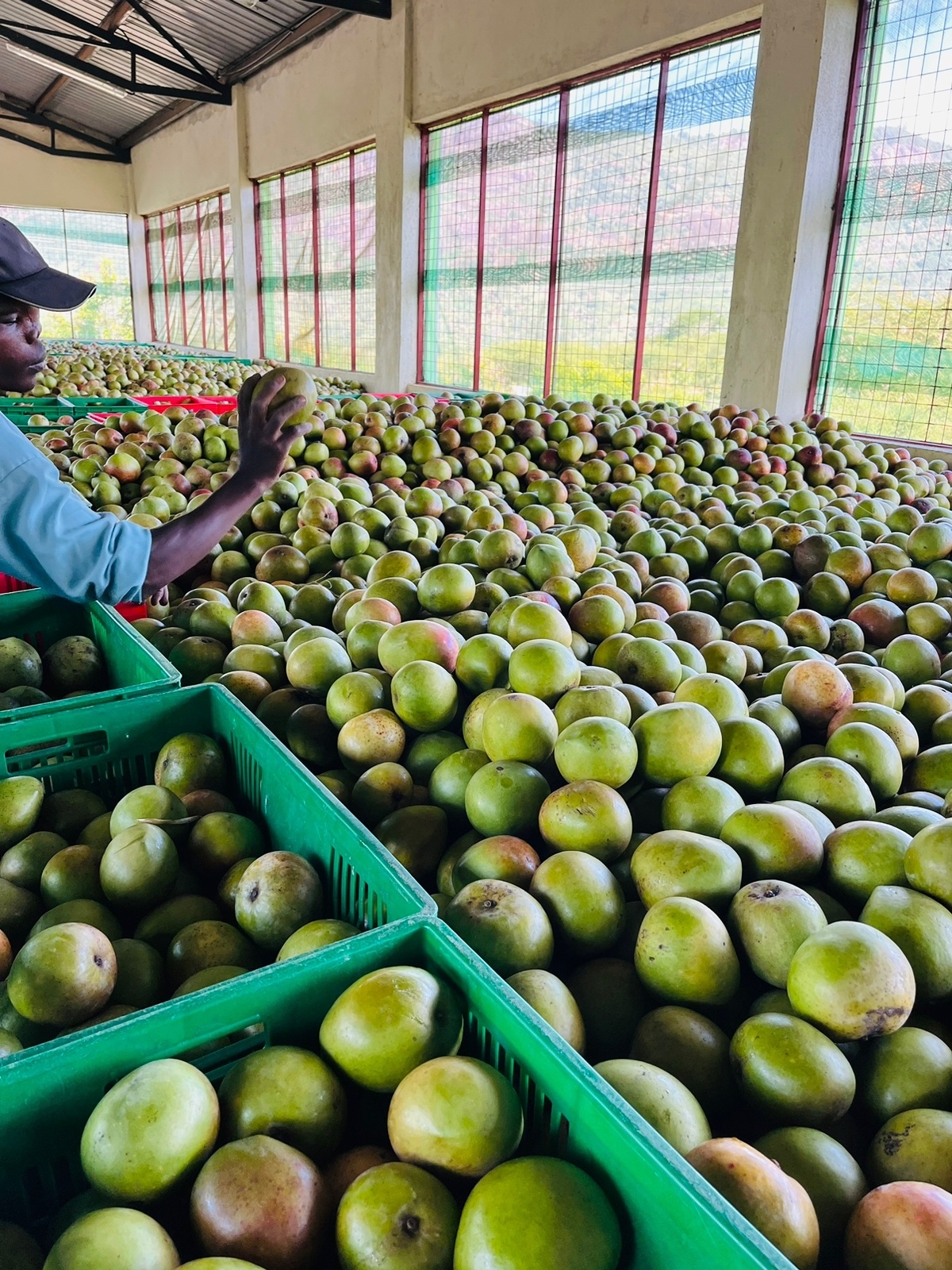 Makueni Fruit Development Authority Processing plant at Kalamba starts ...
