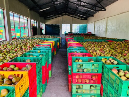Makueni Fruit Development Authority Processing plant at Kalamba starts ...