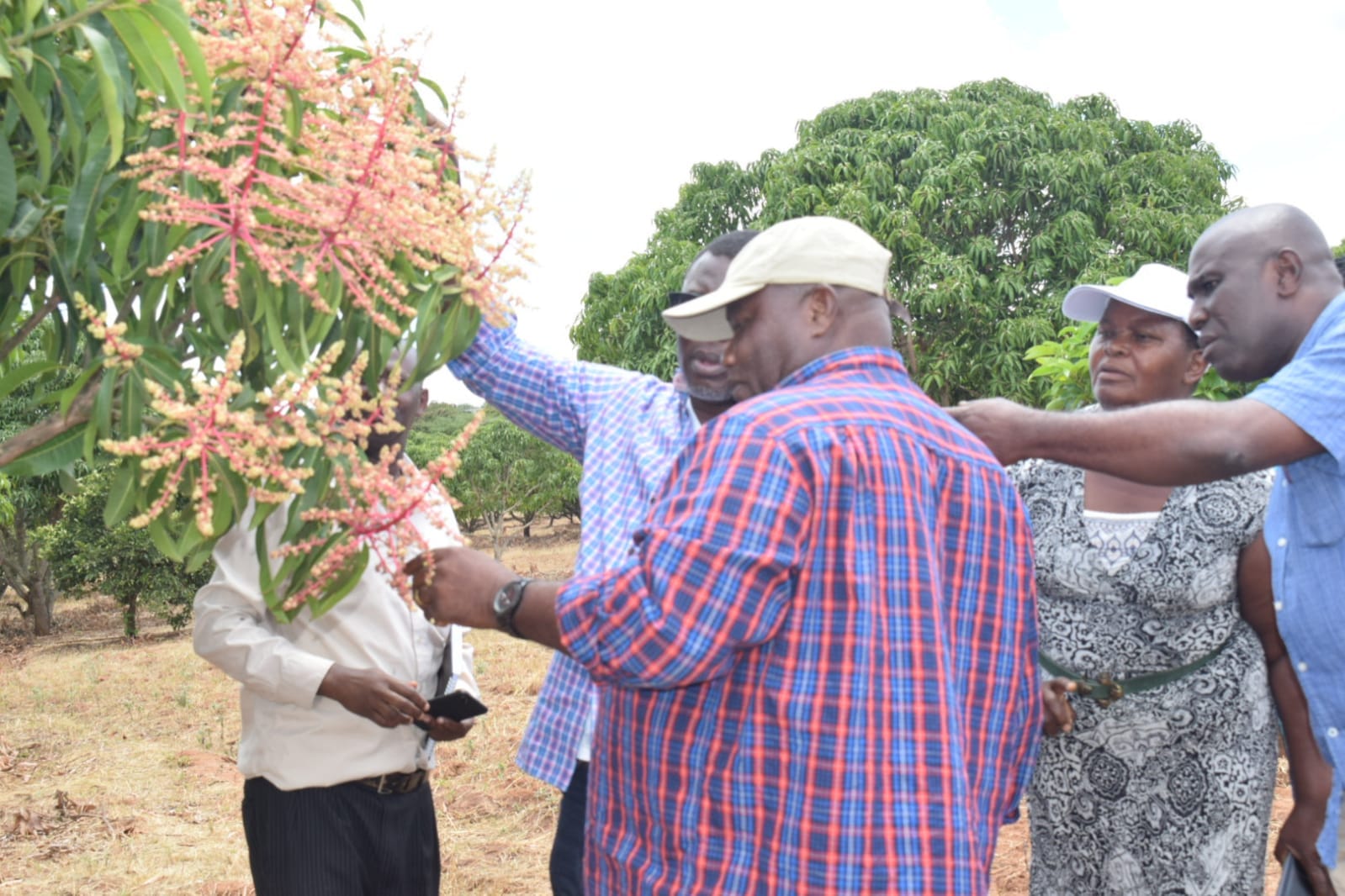 Ghana Bench Marks on Mango Value Addition, Lauds the Kalamba Processing ...