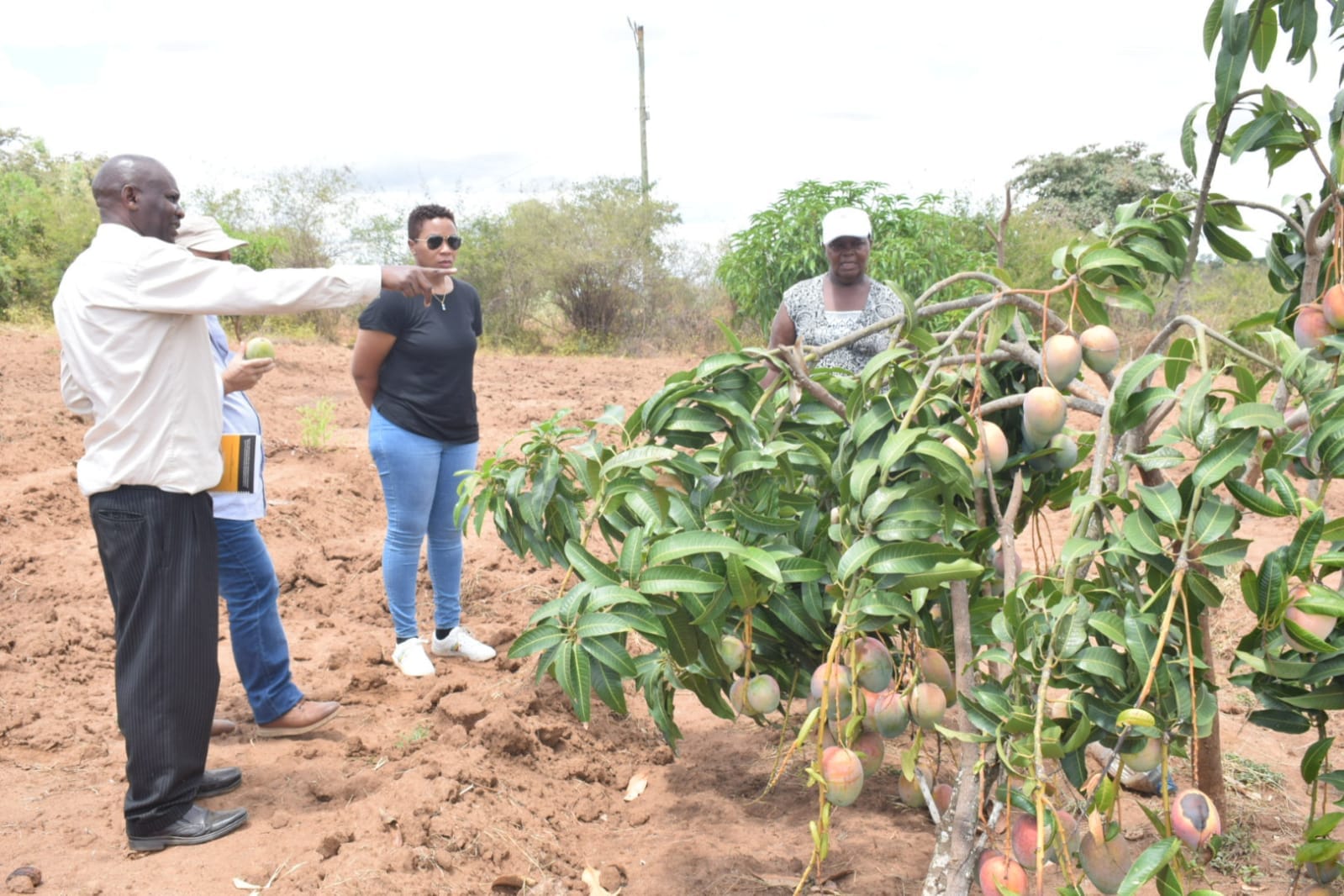Ghana Bench Marks on Mango Value Addition, Lauds the Kalamba Processing ...