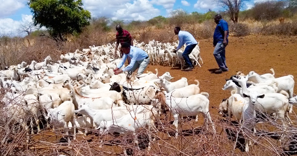 Local farmers benefit from Goat Improvement Program for increased ...