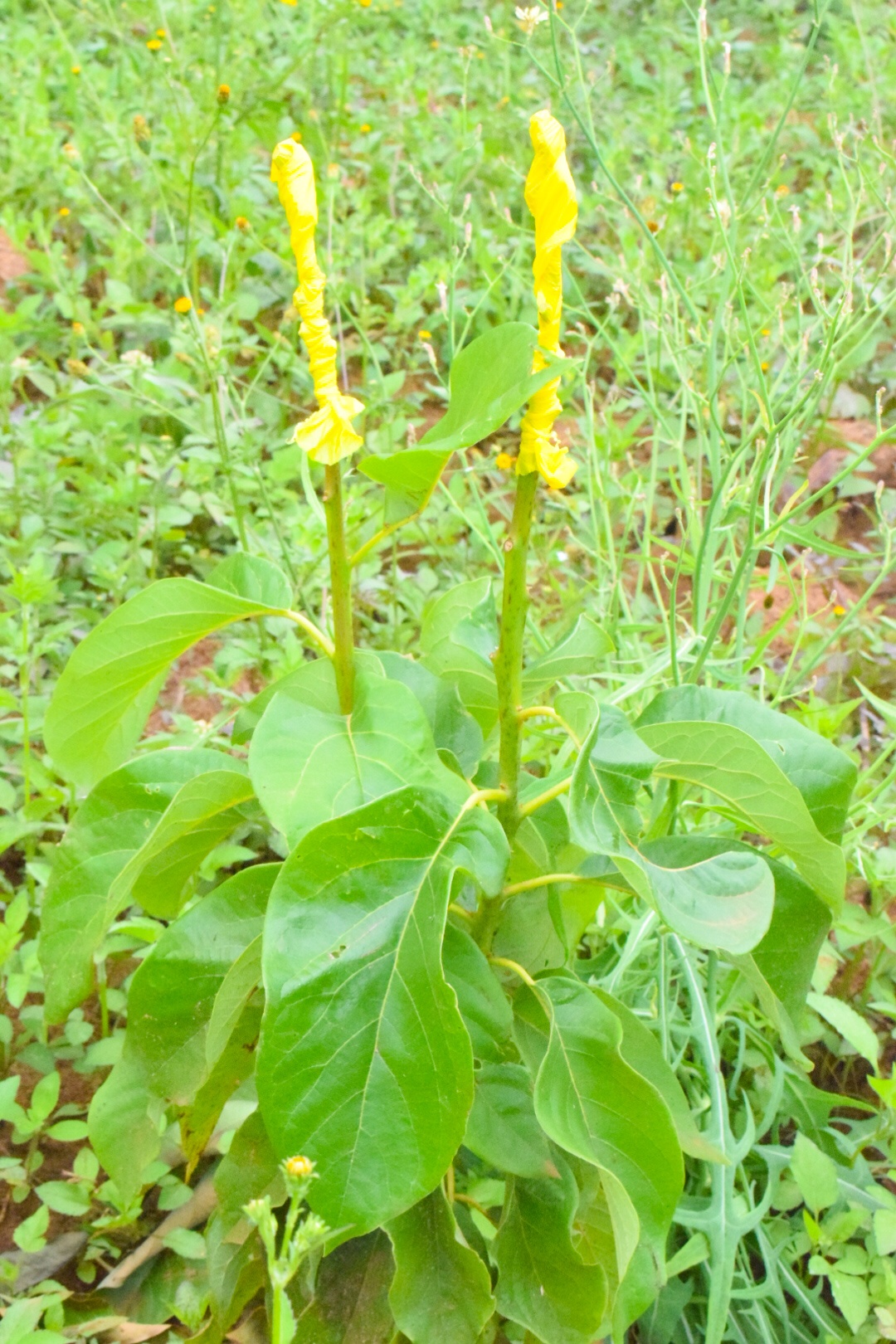 2000 Ukia Farmers Adopt Hass Avocado as their New Green Gold ...