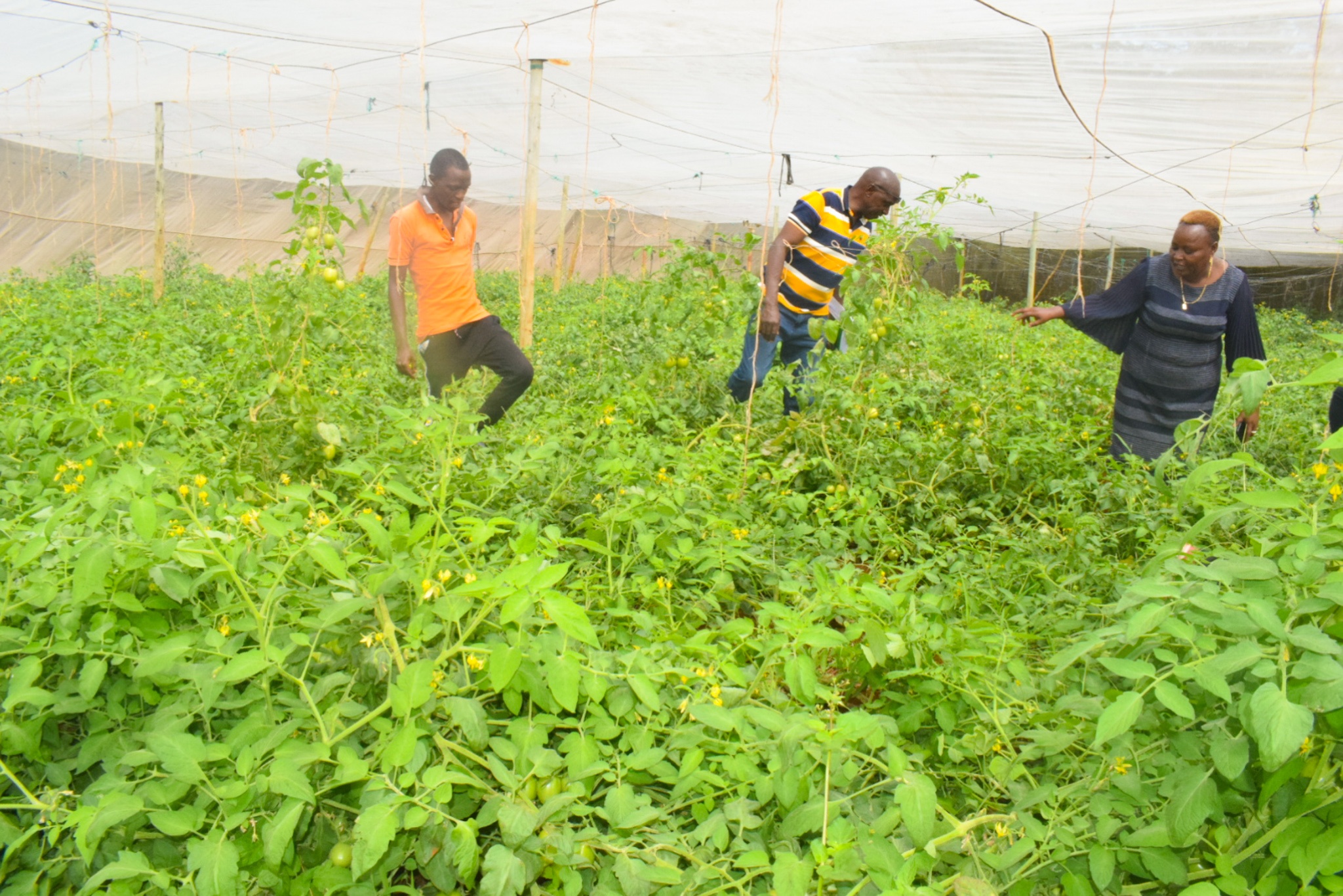 Local Farmers Reaping Big through the Adoption of New Technologies in ...