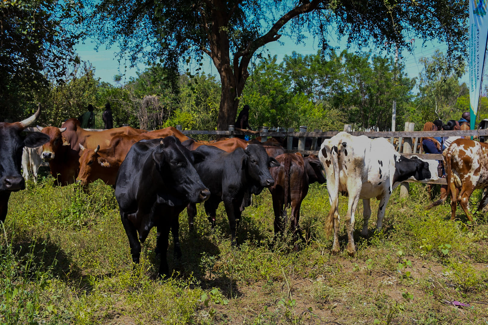 MAKUENI TO PILOT THE NATIONAL ANIMAL HEALTH AND BREEDING PROGRAM ...