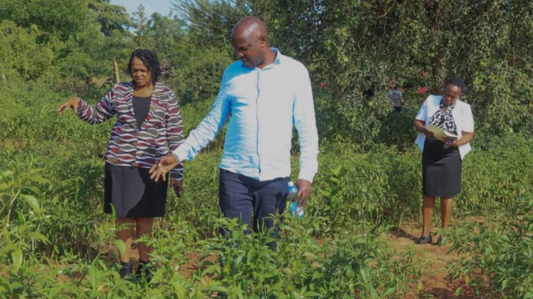 CHILLI FARMING SPARKS AGRIBUSINESS GROWTH - Government of Makueni County