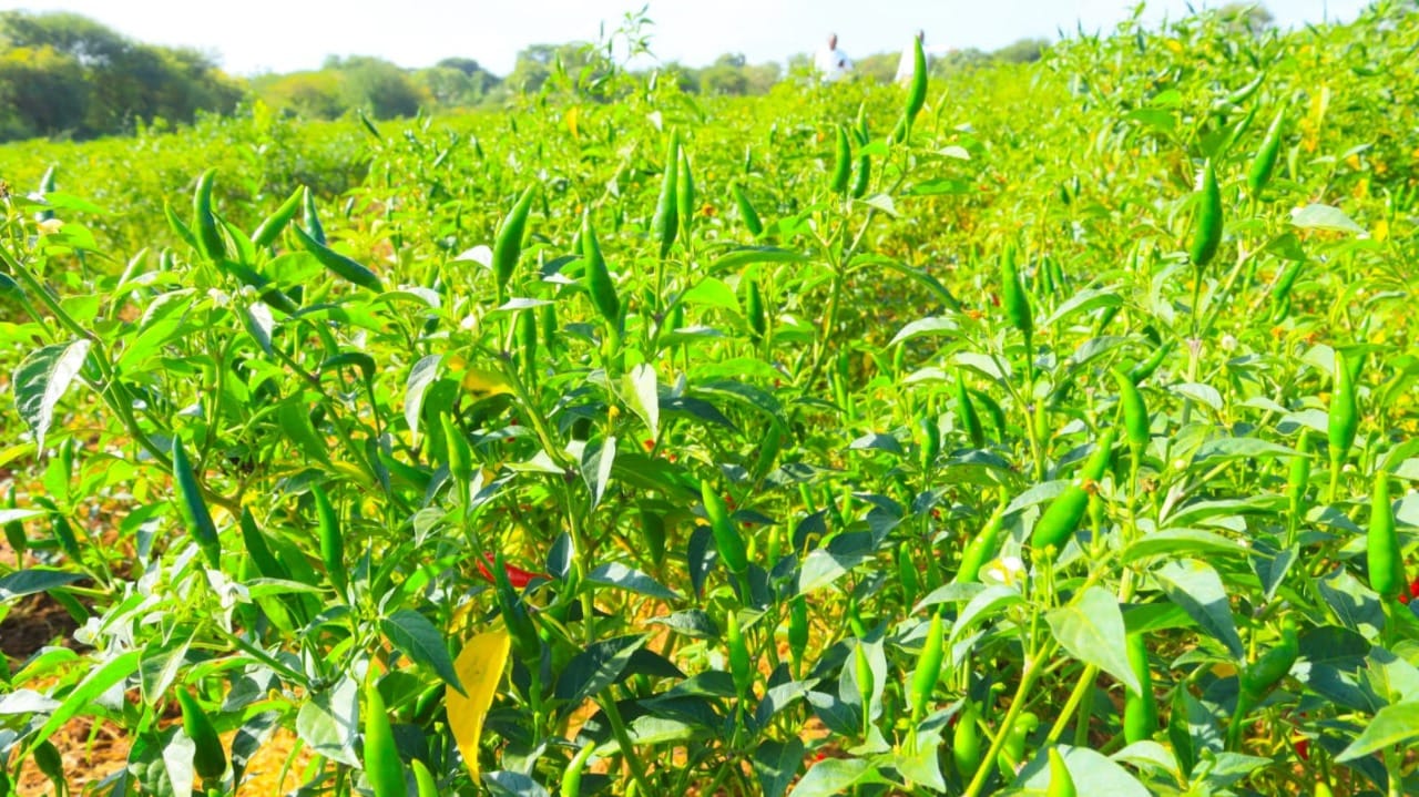 CHILLI FARMING SPARKS AGRIBUSINESS GROWTH - Government of Makueni County