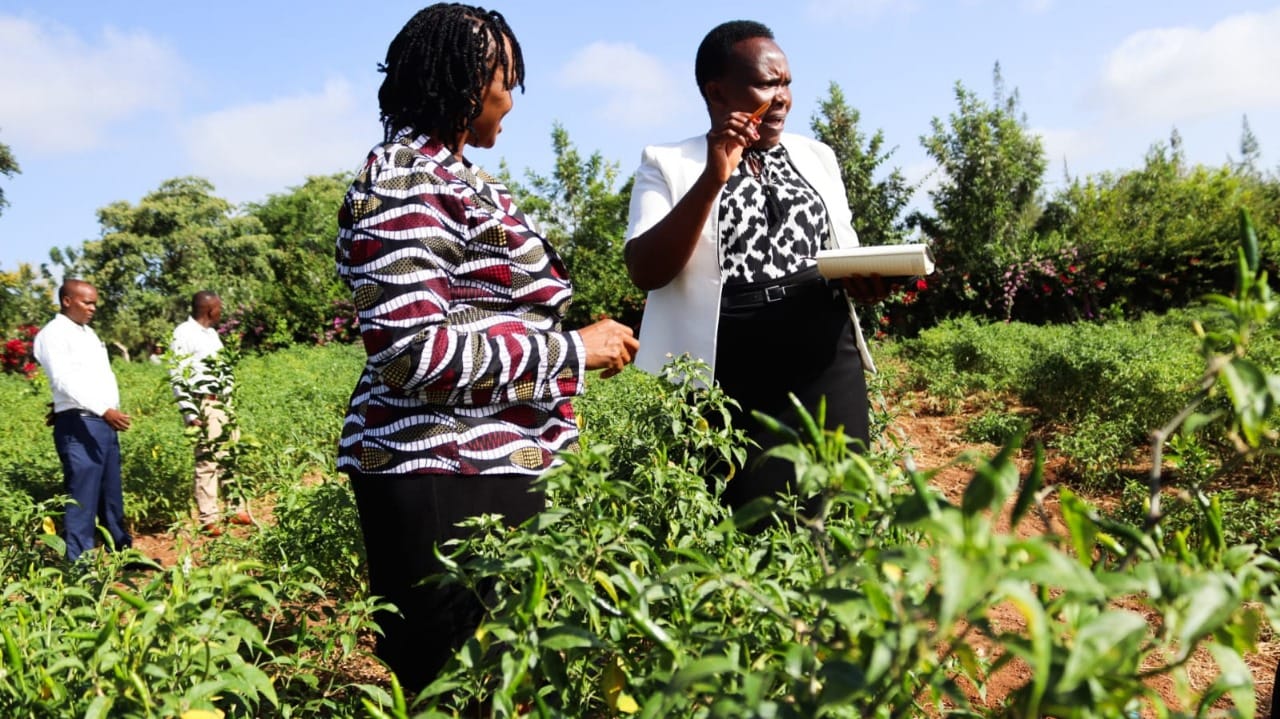 CHILLI FARMING SPARKS AGRIBUSINESS GROWTH - Government of Makueni County