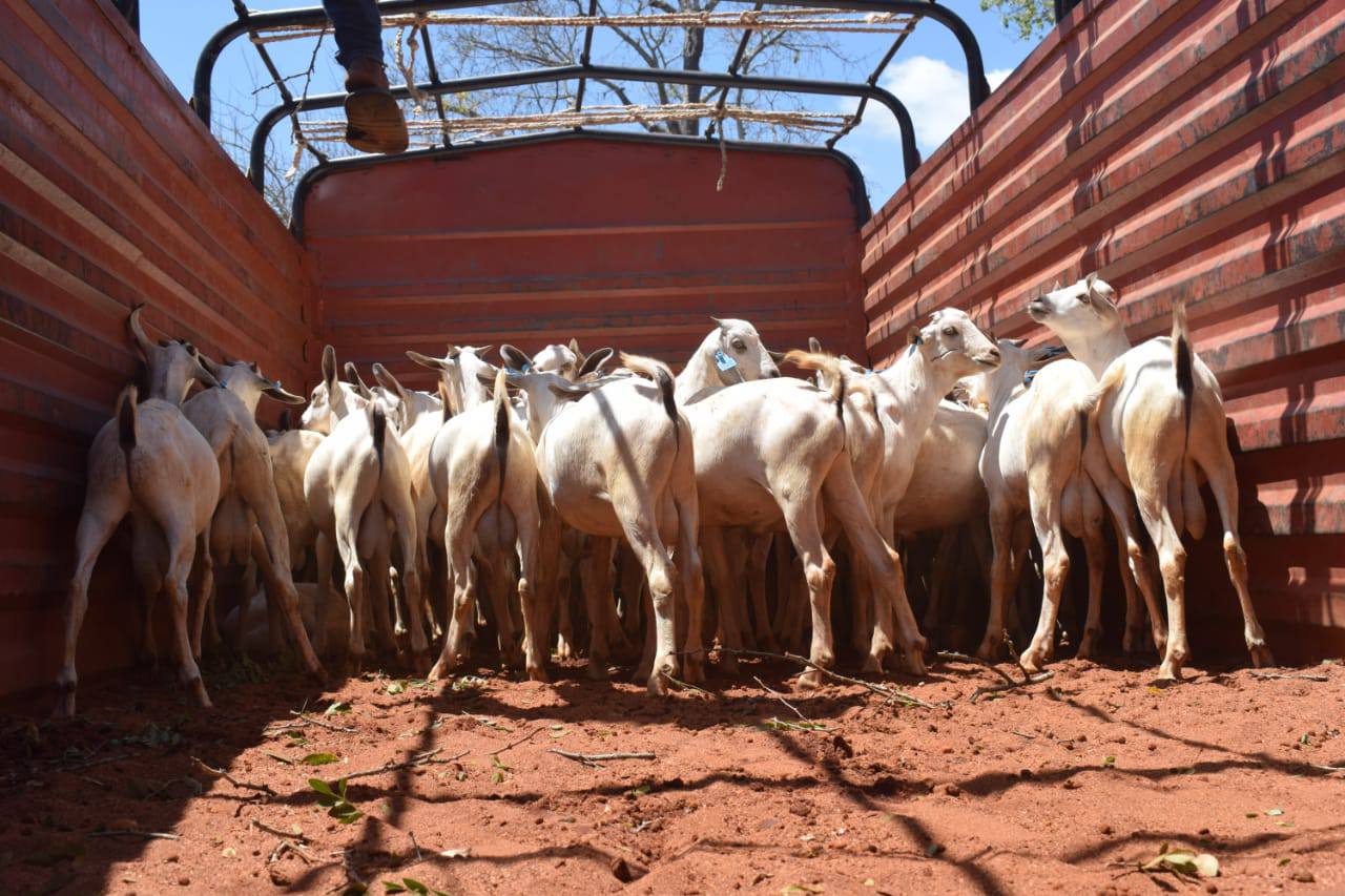 FARMERS IN KIKUMBULYU SOUTH WARD RECEIVE BOOST WITH IMPROVED GOATS ...