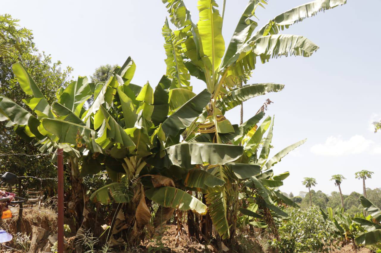 HUNDREDS OF KITHUNGO/KITUNDU RESIDENTS ACHIEVE FOOD SECURITY AND INCOME ...