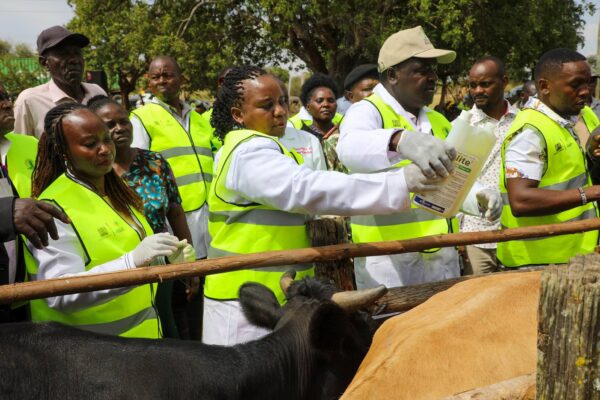 MAKUENI LAUNCHES DIGITAL FOOT AND MOUTH DISEASE VACCINATION DRIVE ...