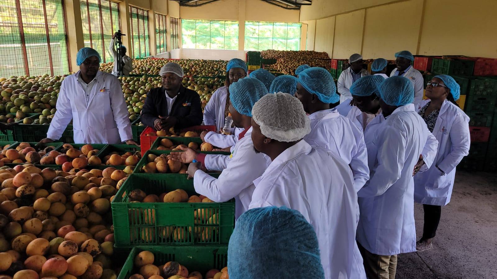 MURANG’A COUNTY TURNS TO MAKUENI FOR LESSONS IN MANGO VALUE ADDITION AT ...