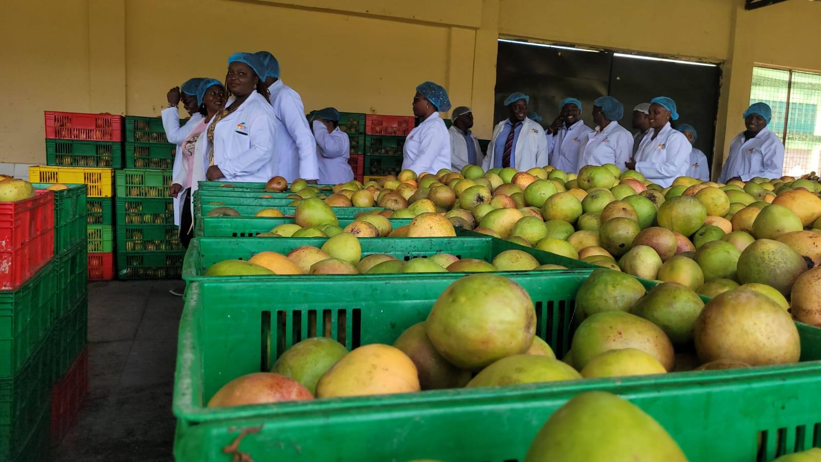 MURANG’A COUNTY TURNS TO MAKUENI FOR LESSONS IN MANGO VALUE ADDITION AT ...